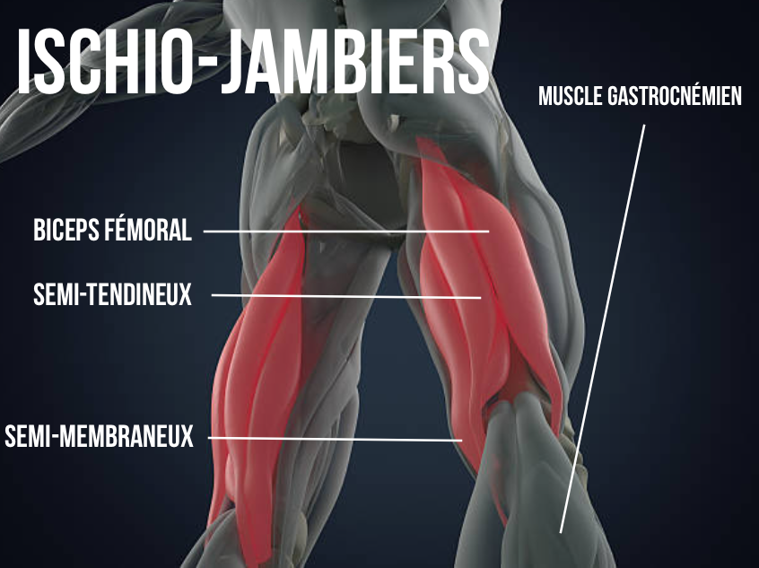 Leg Curl allongé : Le meilleur exercice pour muscler les ischios-jambiers