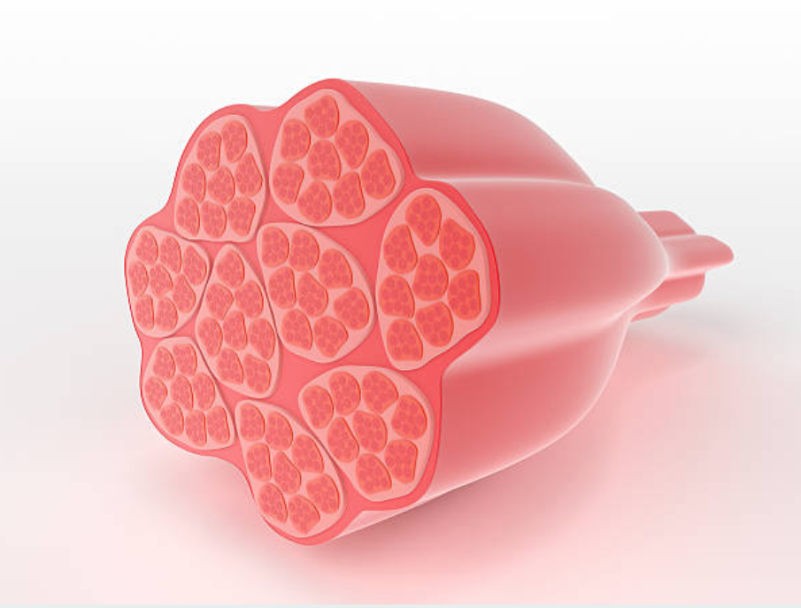 Hypertrophie musculaire : Maximisez votre prise de masse et de force