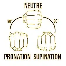 Pronation supination : Toutes les différentes prises en musculation