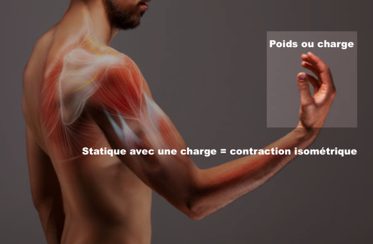 Concentrique, excentrique et isométrique, les contractions en musculation