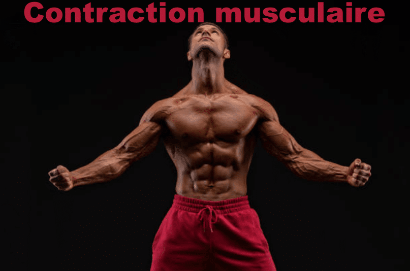 concentrique, excentrique et isométrique, les contractions en musculation