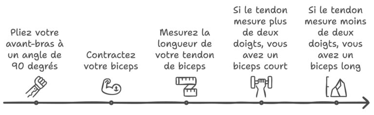 Biceps court ou long : comment faire la différence