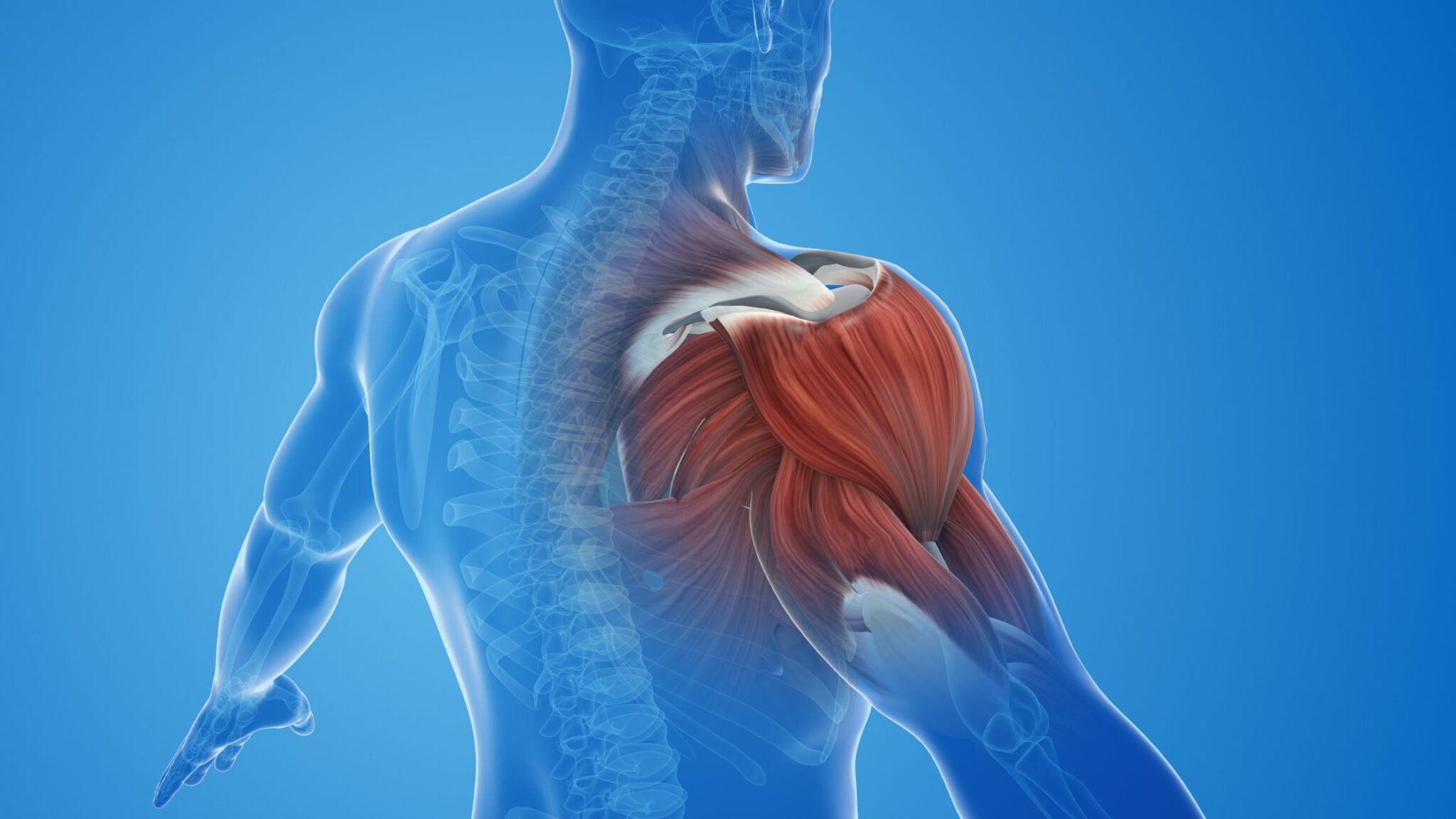 Top 5 des exercices épaules à la poulie en musculation